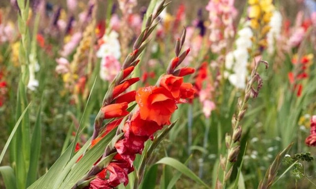 'Điều khiển' hoa lay ơn nở đúng Tết và cách nhận diện cành hoa đẹp