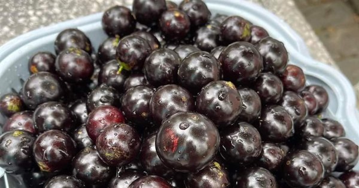 Lạ đời loại nho mọc chi chít dọc thân cây, nhiều người tò mò muốn đặt ...