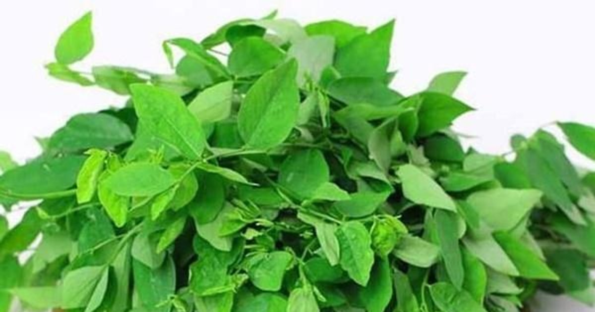 Những công dụng trị bệnh của rau ngót bạn nên biết