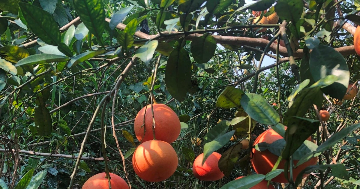 Bưởi đỏ tiến vua tiền trăm mỗi quả vẫn cháy hàng
