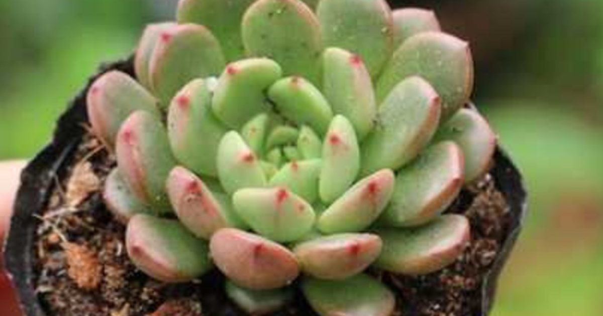 Cây cảnh đặc biệt thải khí Oxy cả ngày lẫn đêm, thanh lọc không khí cực ...