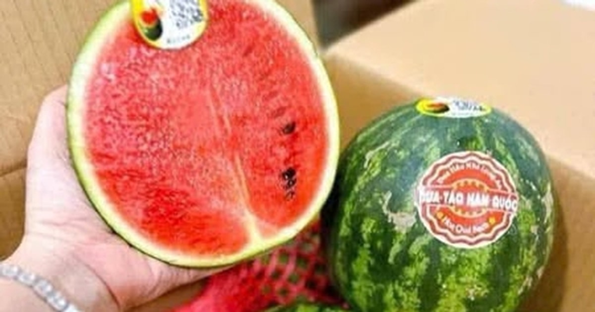 Vì sao nhiều người đua nhau săn lùng dưa hấu táo mini?
